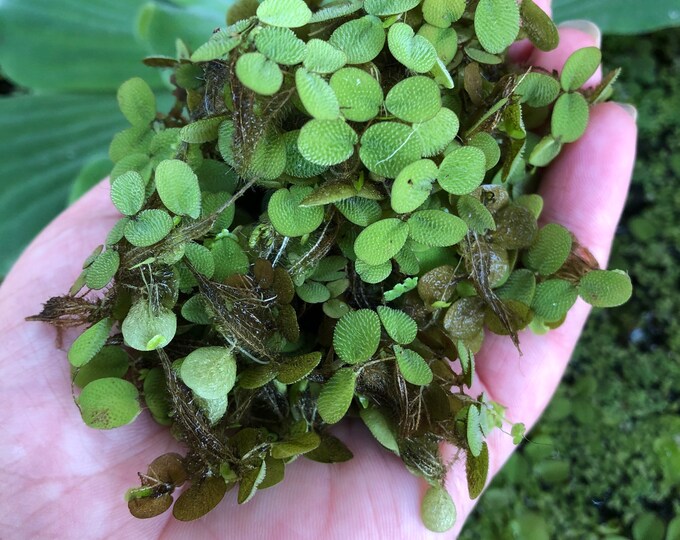 Water Spangles salvinia Minima Floating Aquarium & Pond Plant - Etsy