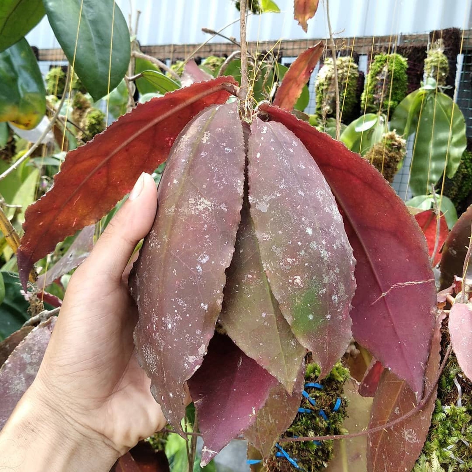 Hoya Undulata Rare Plant Red leaves Free Phytosanitary DHL | Etsy