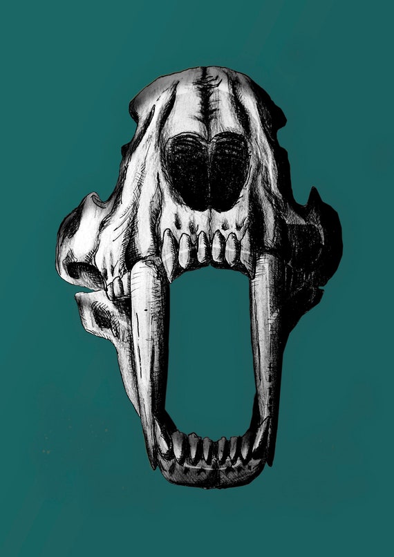 Saber Tooth Tiger Skull Drawing