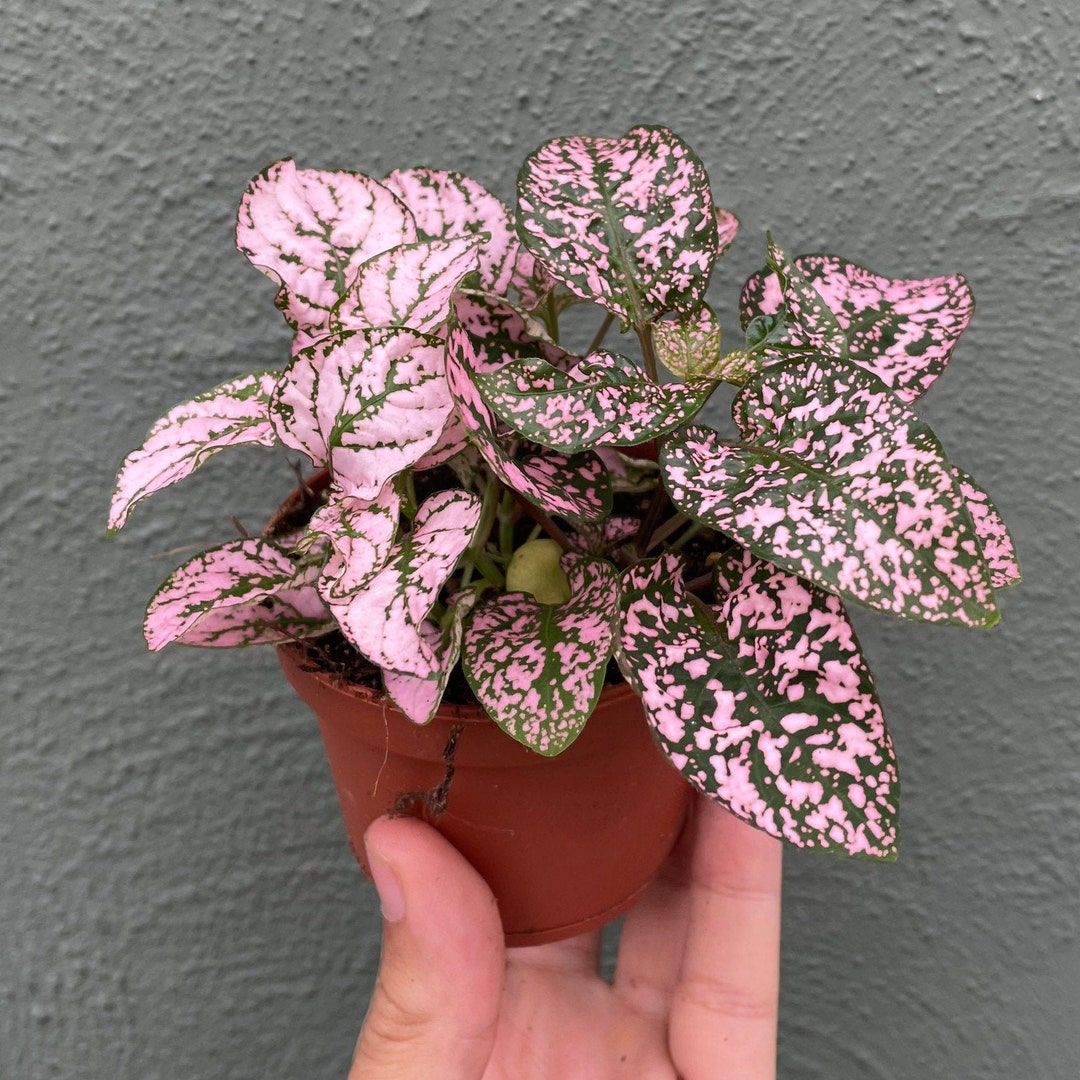 Baby Pink Hypoestes polka Dot Plant - Etsy UK