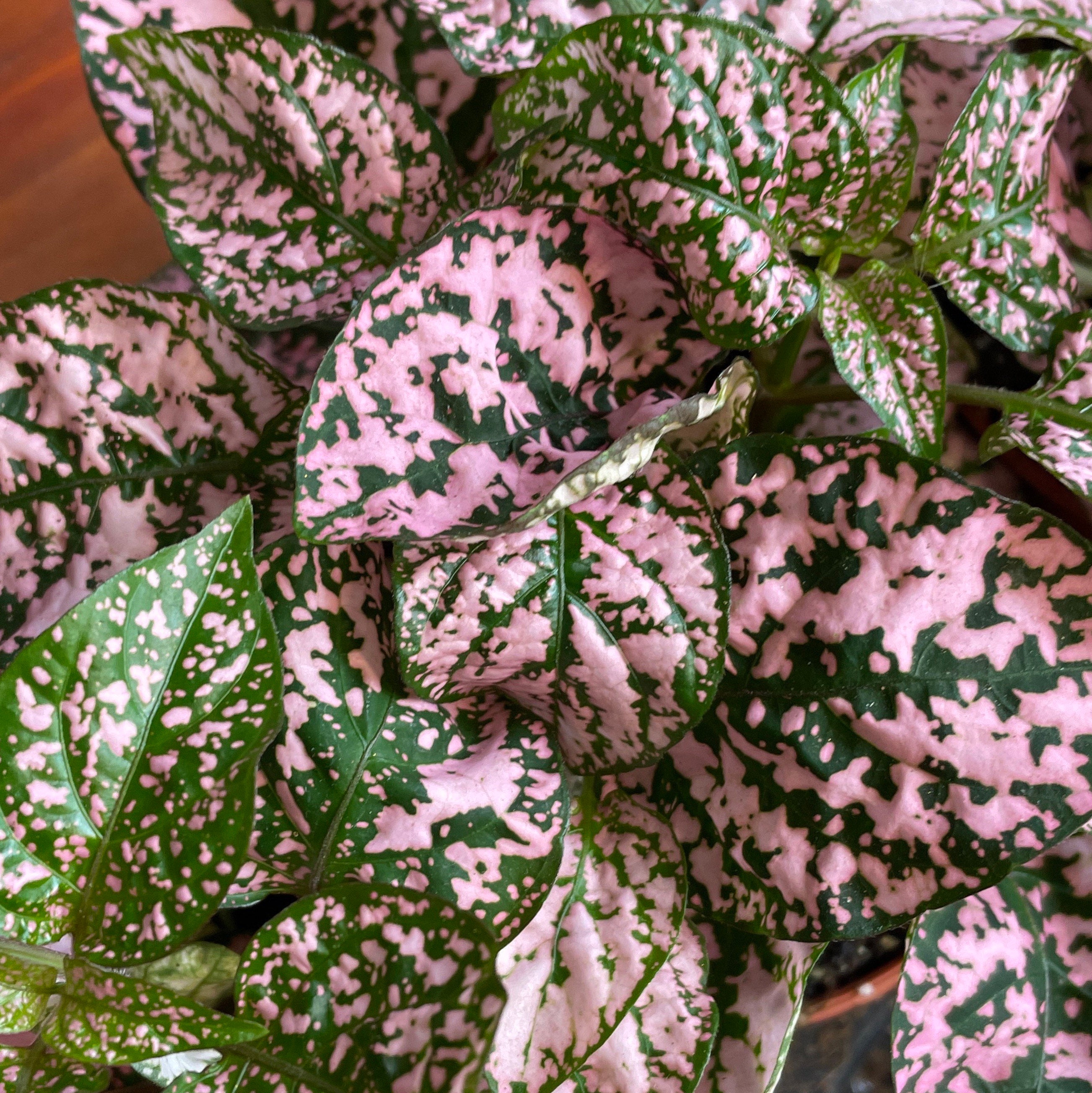 Baby Pink Hypoestes polka Dot Plant - Etsy UK