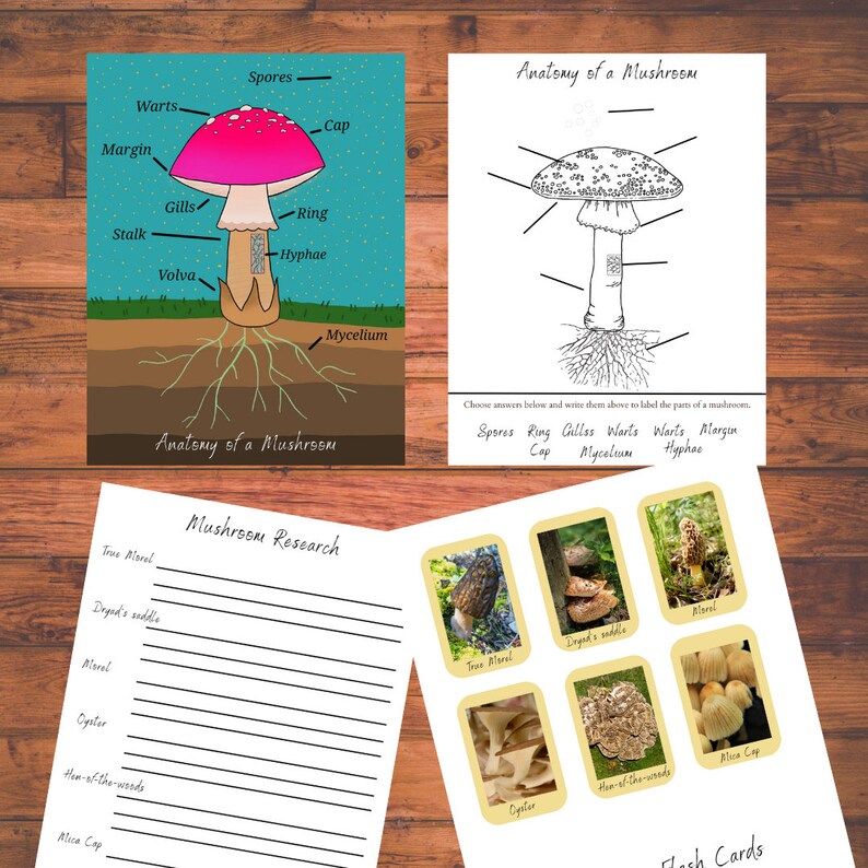 Homeschool Season Unit Study Set Fall Winter Spring Summer - Etsy