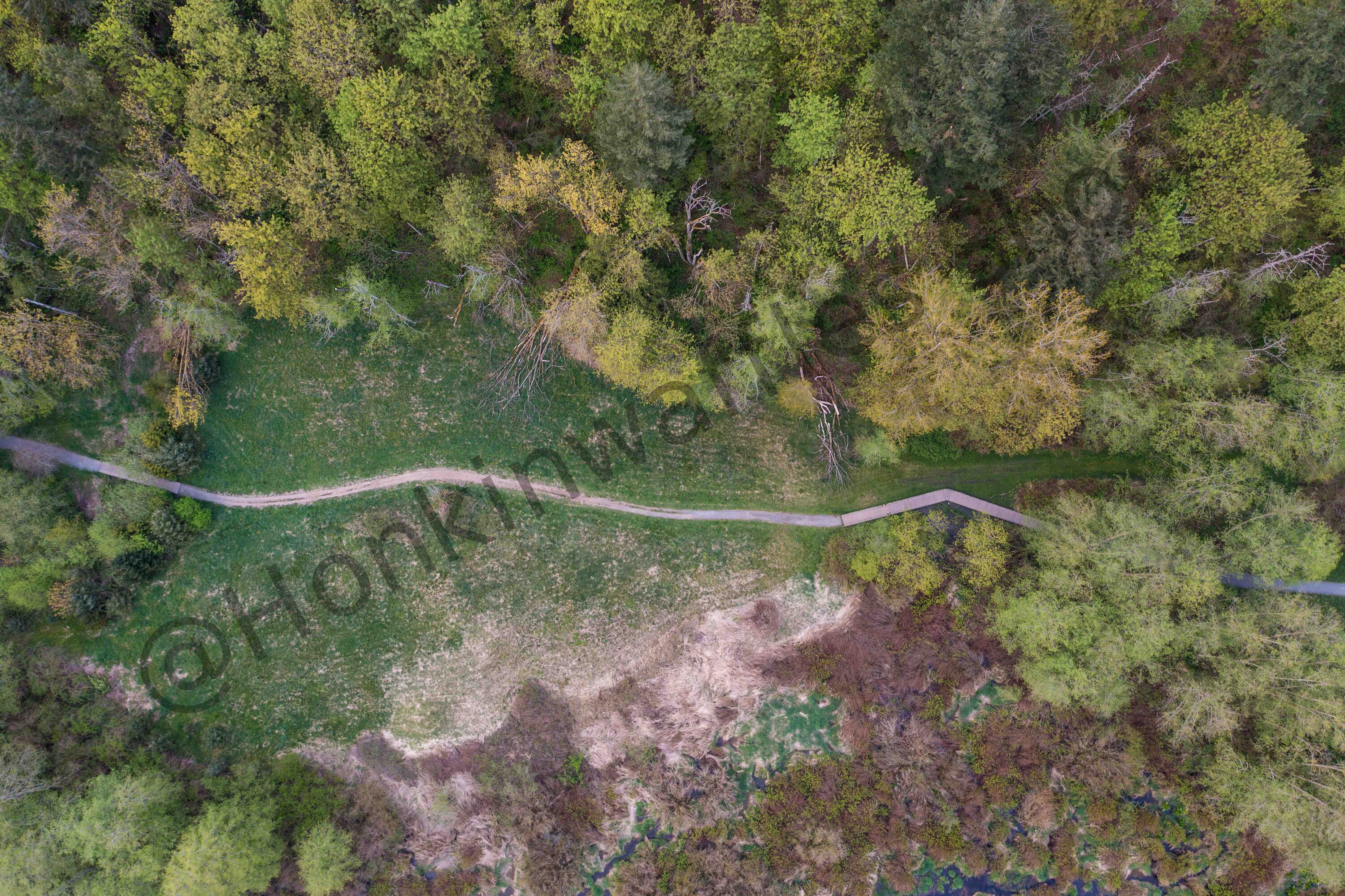 TTRPG Map IRL Map Forest Trails | Etsy