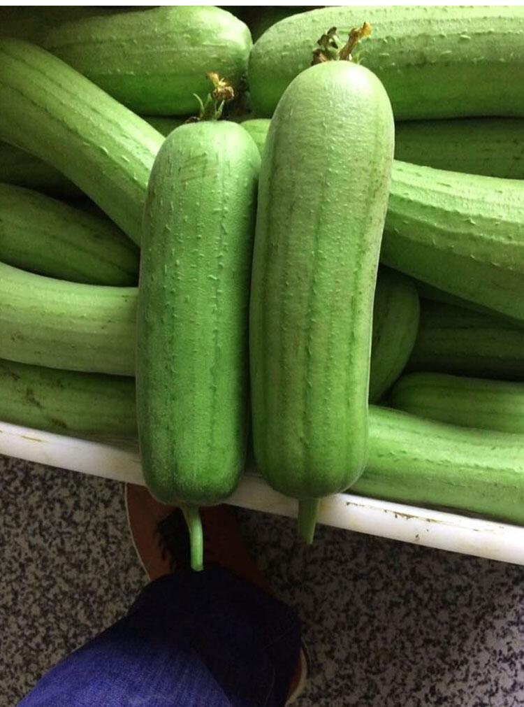 Short Smooth Luffa Seeds/sponge Gourd/台灣絲 5 Seeds - Etsy