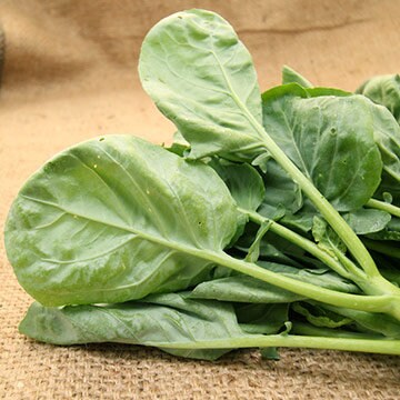 Yellow Flower Kai Lan Seeds, 黃花芥蘭chinese Kale, Chinese Broccoli - Etsy