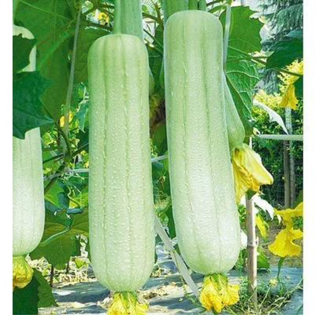 Long White Smooth Luffa Seeds/sponge Gourd/白玉絲瓜 5 Seeds - Etsy