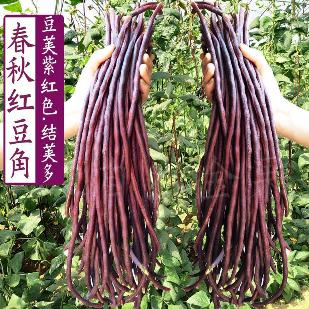 Chinese Red Purple Long Bean Seeds 紅豆角 30 Seeds - Etsy