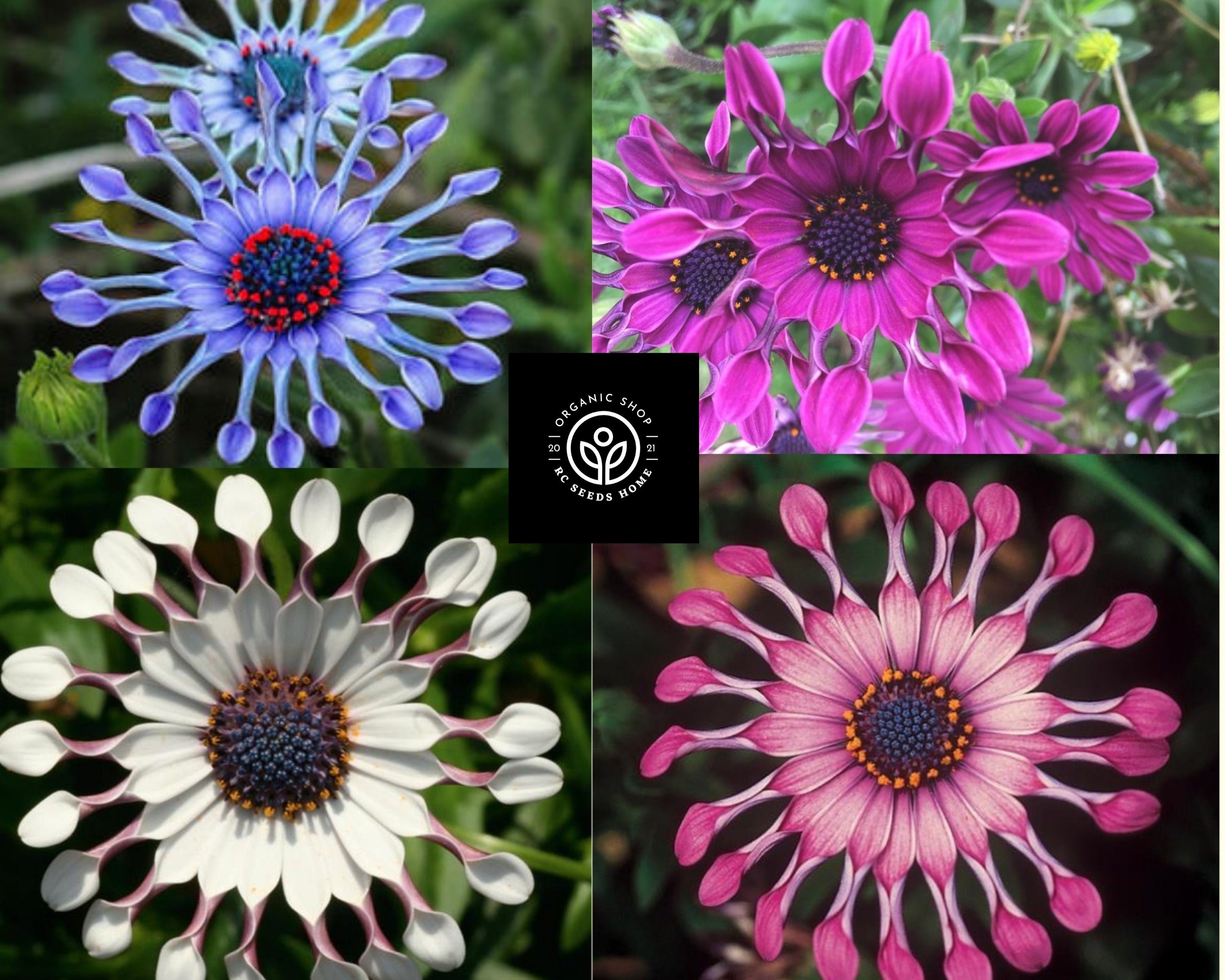 50/100 Rare Blue Daisy Plants Flower Seeds Garden PlantSeeds | Etsy