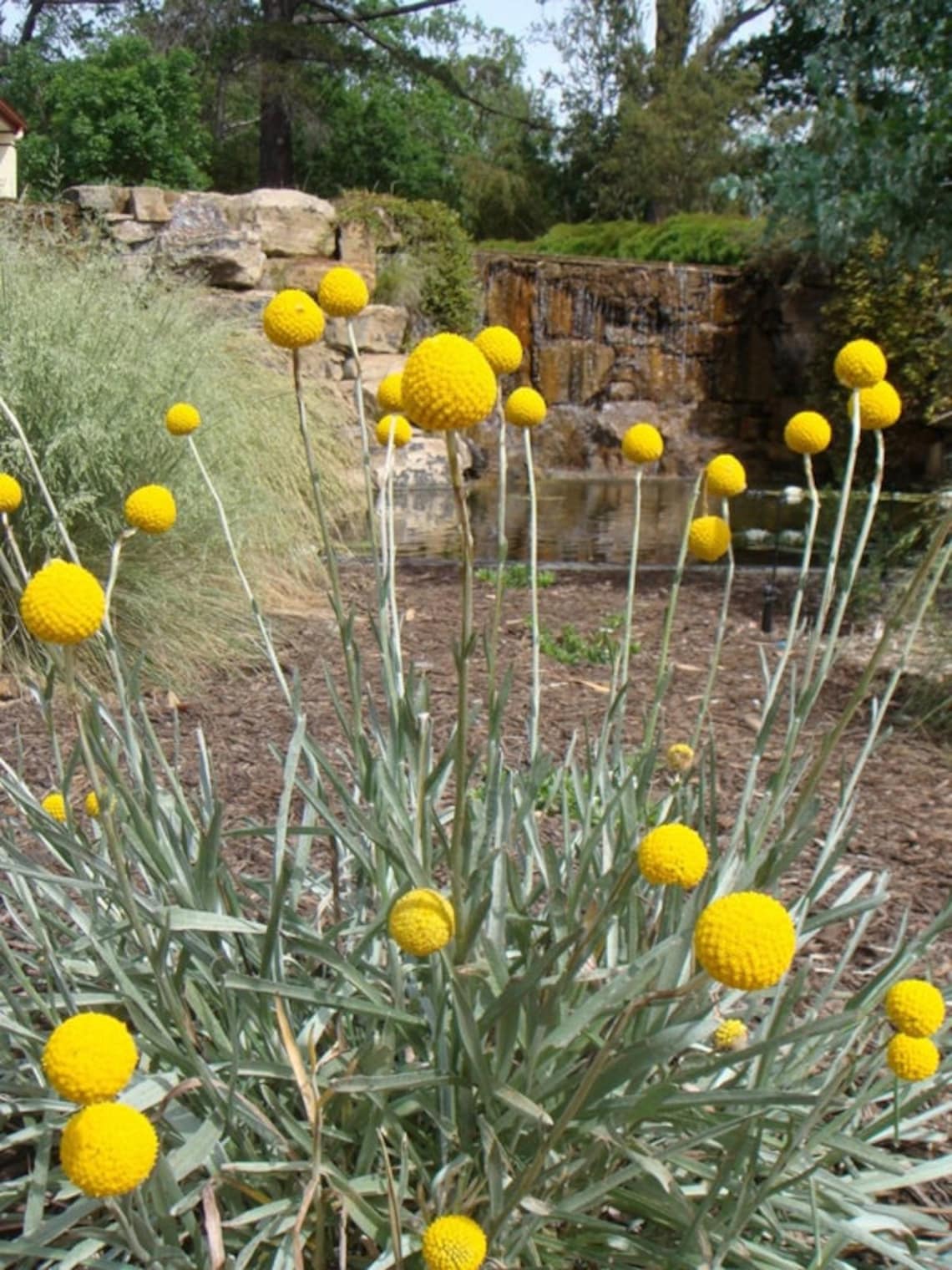 Craspedia Globosa Seeds: Billy Buttons, Drumstick Flowers (100 Seeds ...