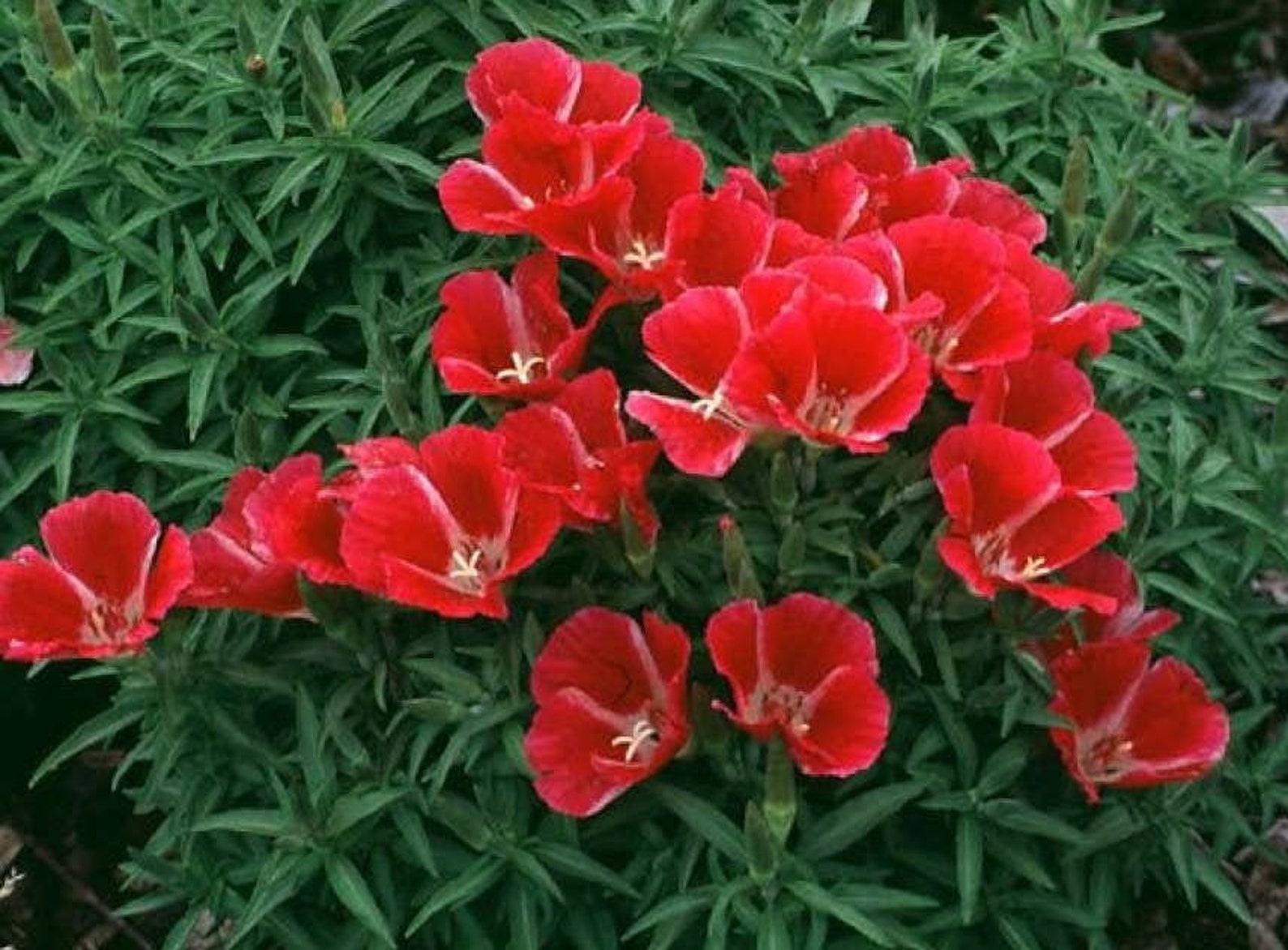 Large-Flowered Godetia Red non GMO 100 seeds | Etsy