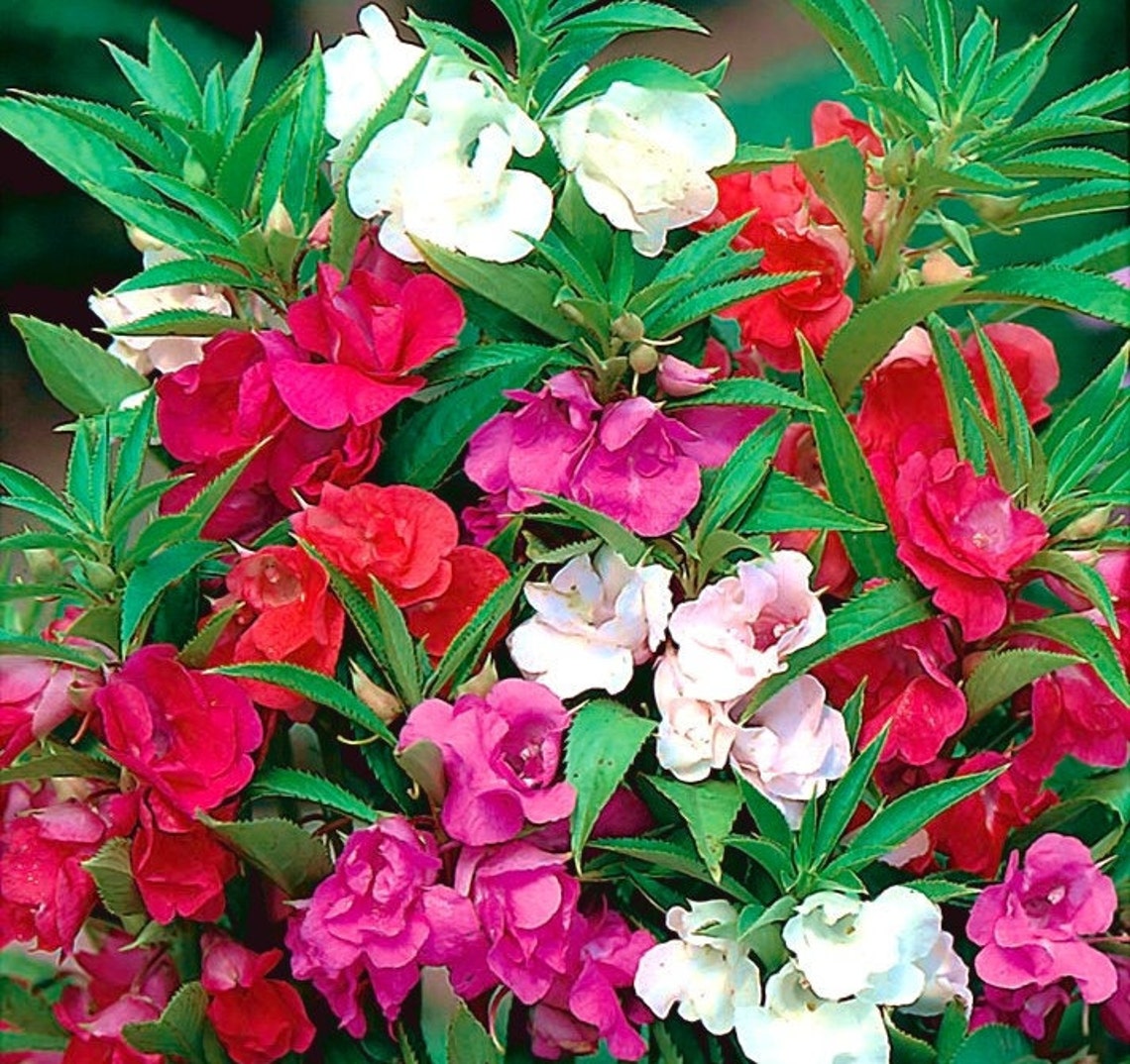 Dwarf Camellia Balsam Flower Seeds, Mixed Colors (100 Seeds) - Etsy Canada