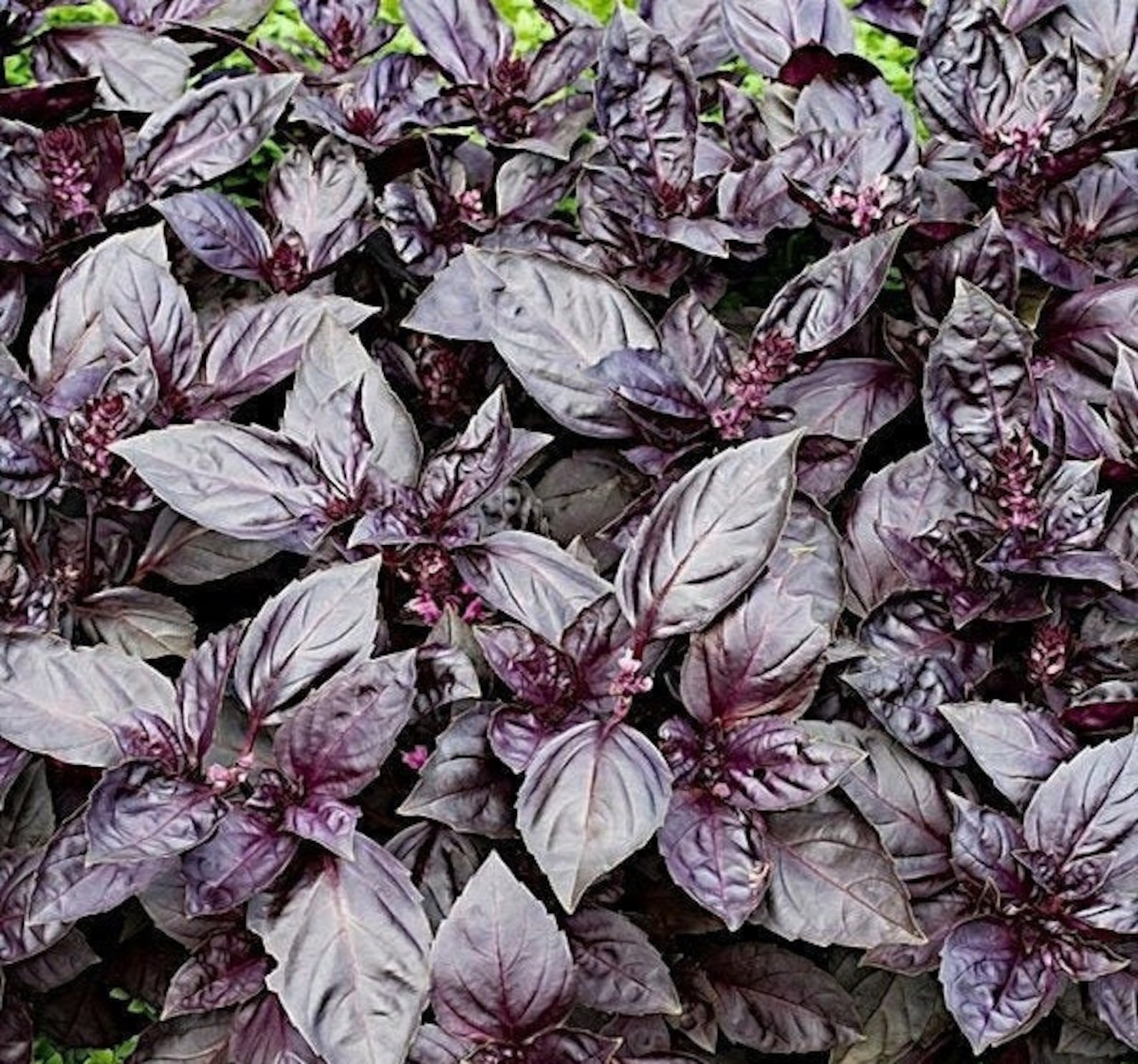 Red-leaved Basil Seeds GMO Free 200 Seeds - Etsy UK