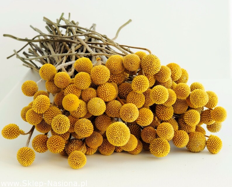 Craspedia Globosa Seeds: Billy Buttons, Drumstick Flowers (100 Seeds ...