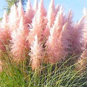 Pink Pampass Grass GMO Free Seeds - Etsy