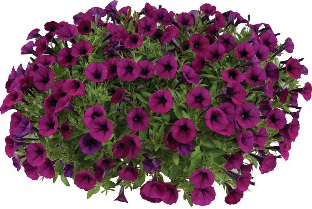 Purple Cascade Petunia Seeds, Trailing Flowers (80 Seeds) - Etsy Canada