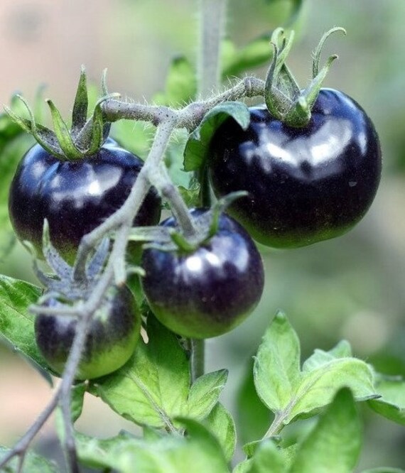 Black Tomato Plants