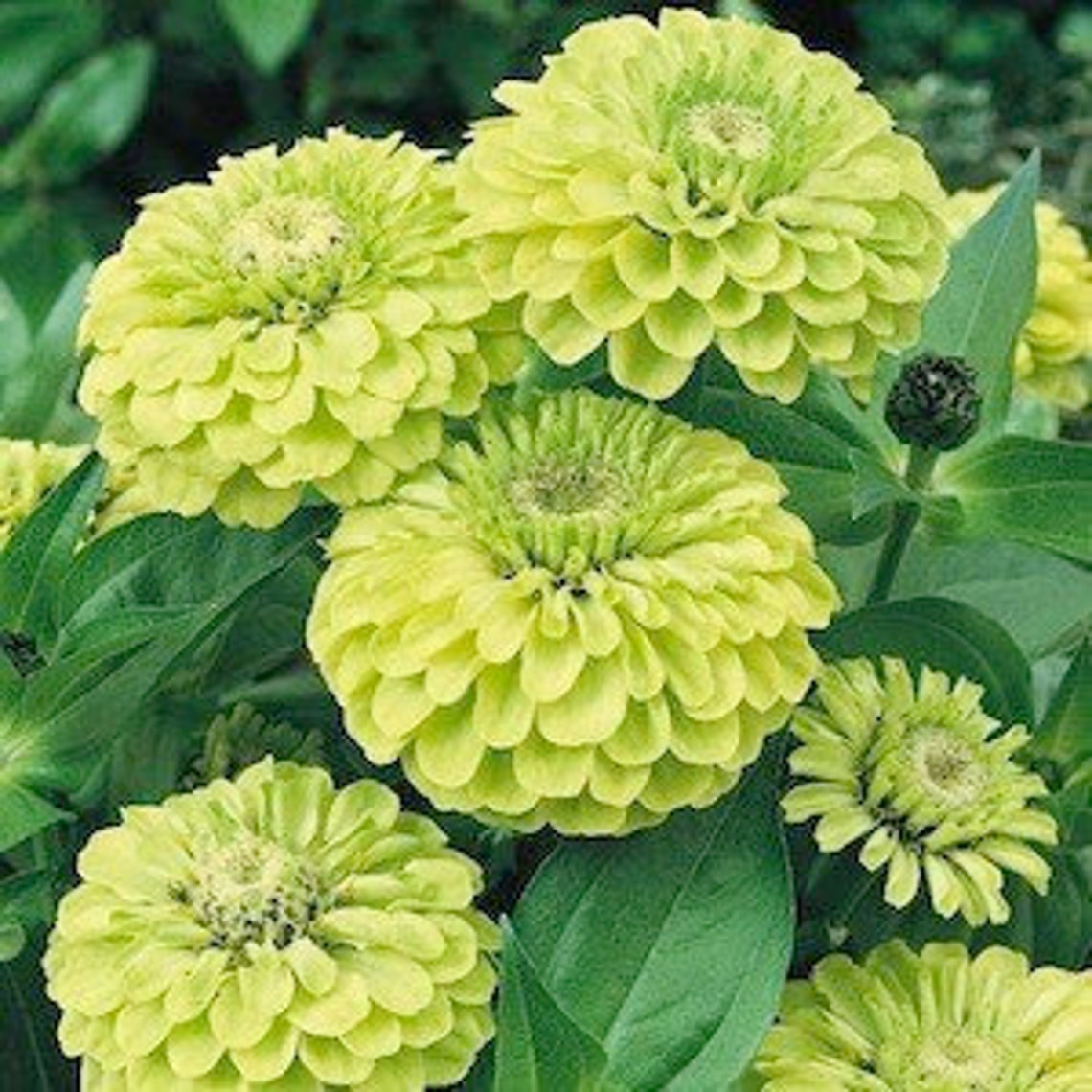 Zinnia Envy Flower 1g / 30 Semillas Zinnia elegans non GMO - Etsy España