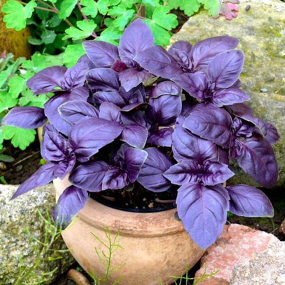 Red-Leaved Basil Seeds GMO free 200 seeds | Etsy