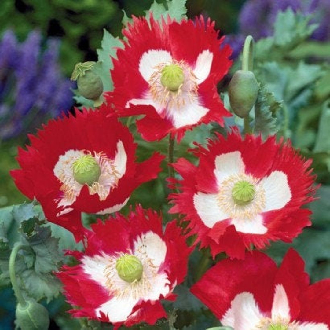 Drapeau danois de pavot, sans OGM, 100 graines - Etsy France