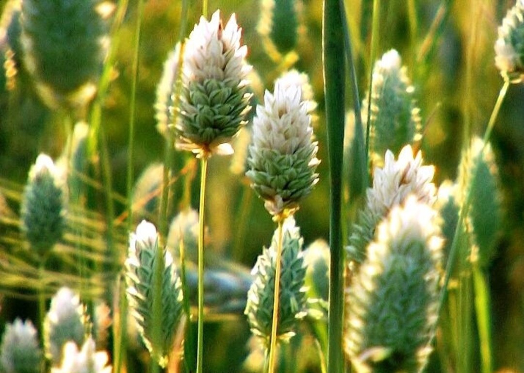 Canary Brain GMO free 300 seeds - Etsy 日本