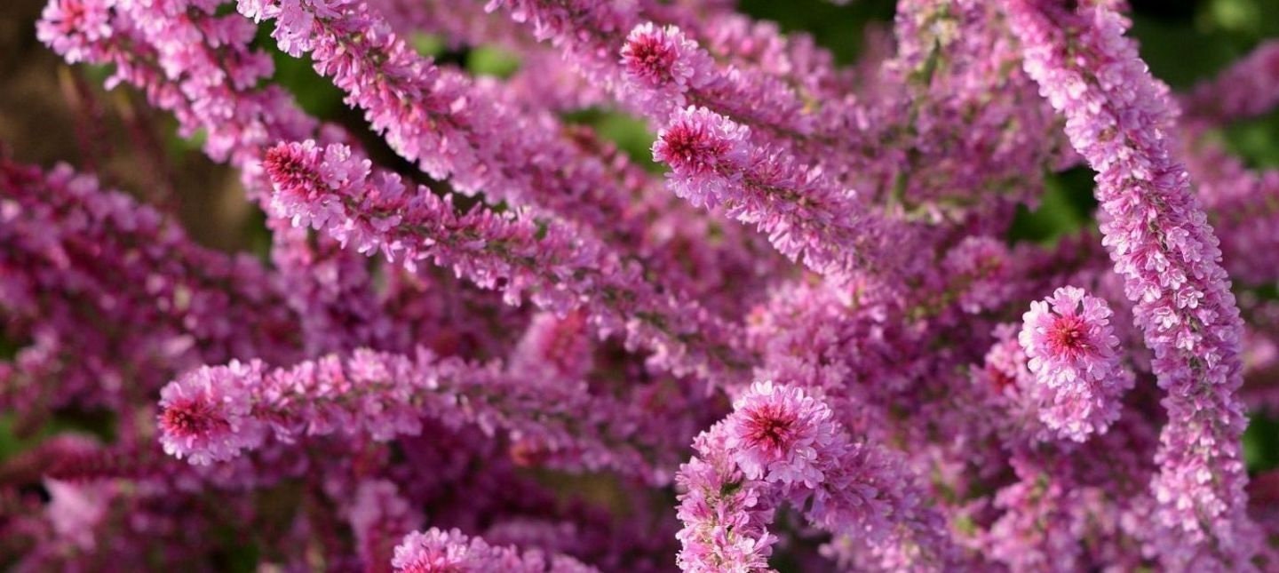 Russian Statice Flower GMO Free 200 Seeds - Etsy UK