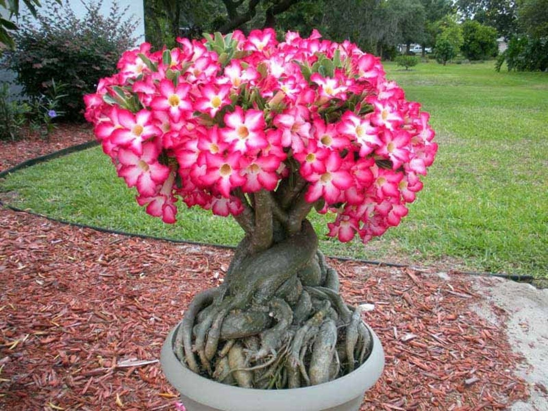 Flor de rosa del desierto, 5 semillas, Adenium Obesum, libre de OGM ...