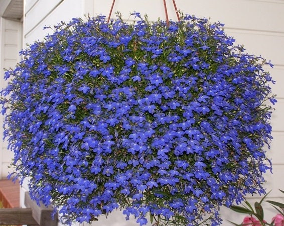 Lobelia pendula, Lobelia grimpante bleue, 0,1 g / 100 graines, Lobelia ...