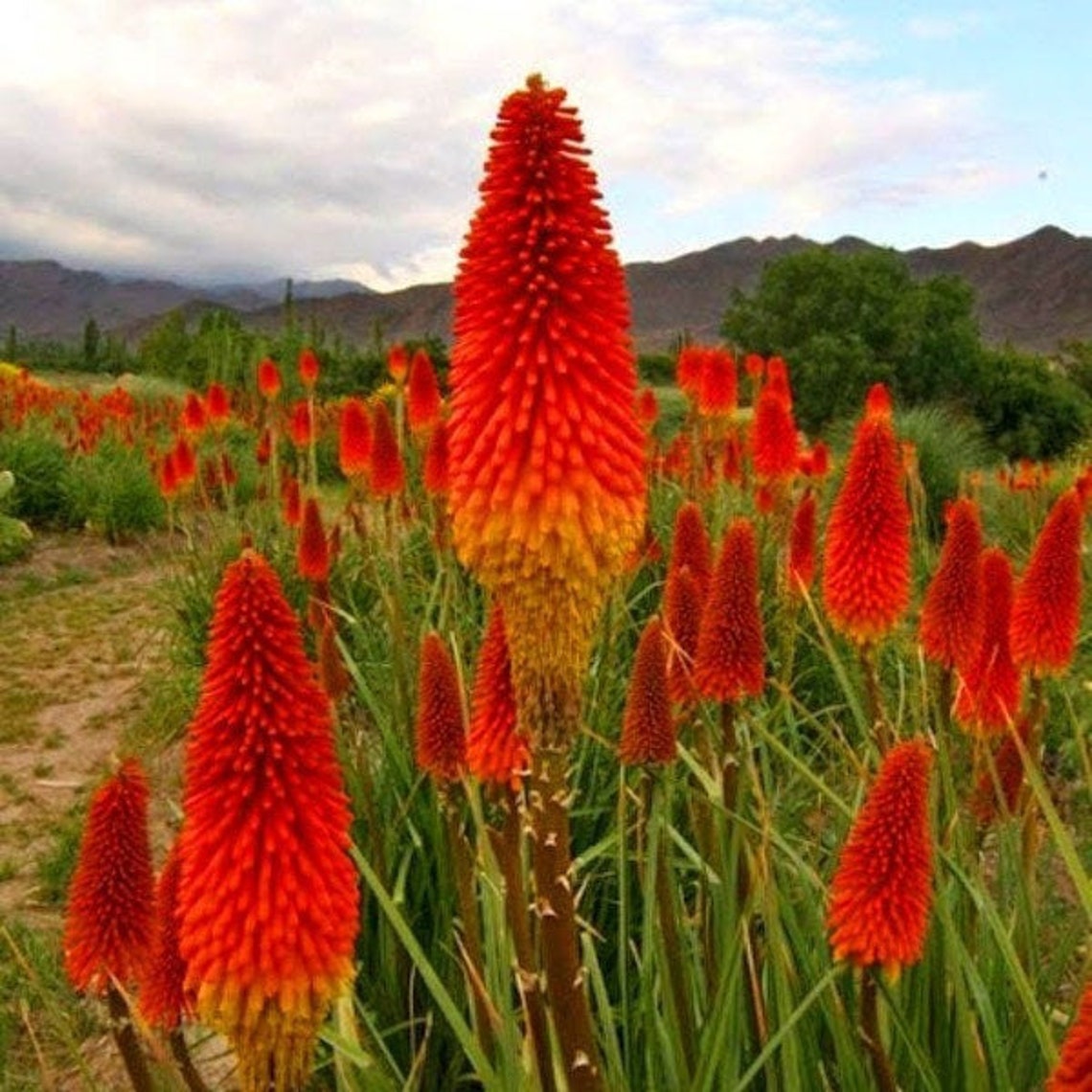 Torch Lily Blackhead, Flaming, Tritomea, Red hot poker - sans OGM ...