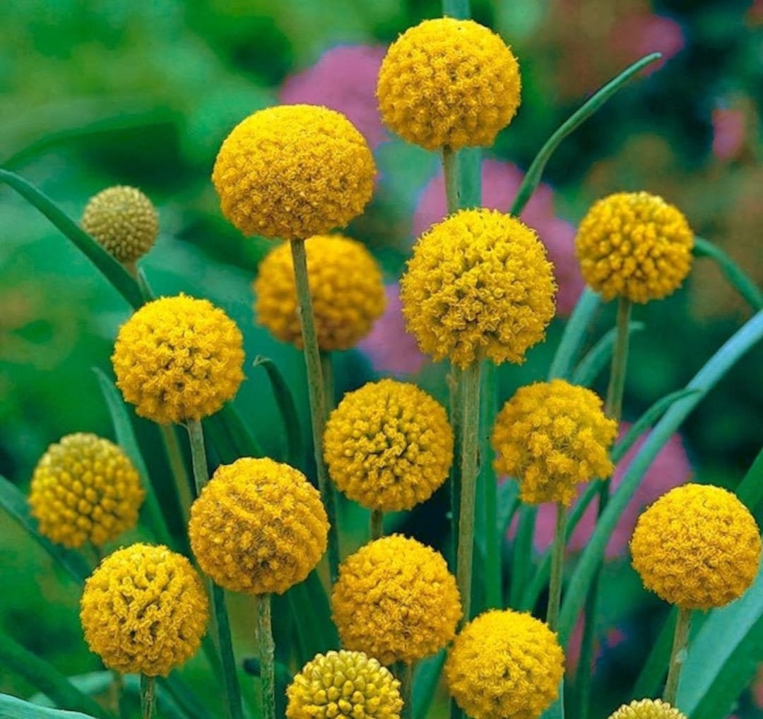 Craspedia Globosa Seeds: Billy Buttons, Drumstick Flowers (100 Seeds ...