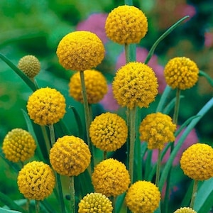 Craspedia Globosa Seeds: Billy Buttons, Drumstick Flowers (100 Seeds ...
