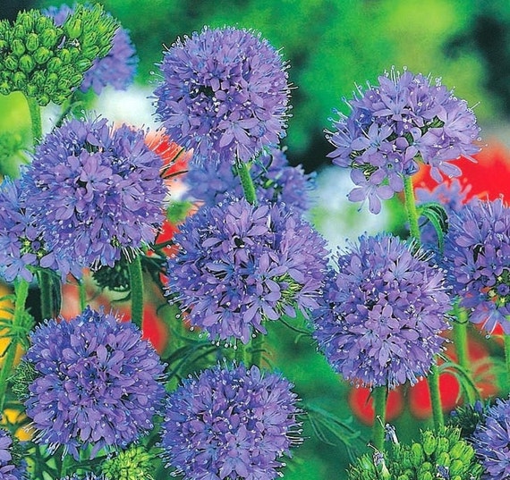 Gilia capitata blue-thimble-flower bluehead gilia blue | Etsy