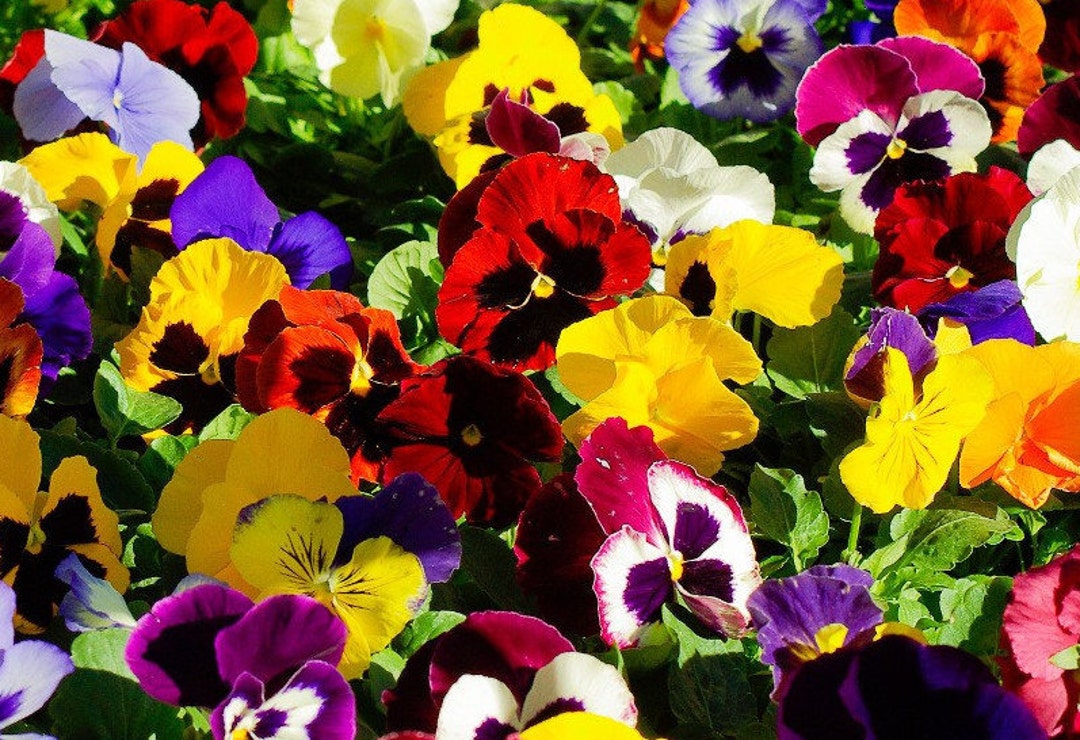 Pansy Winter Mixed Colors - GMO Free - Seeds - Etsy Canada