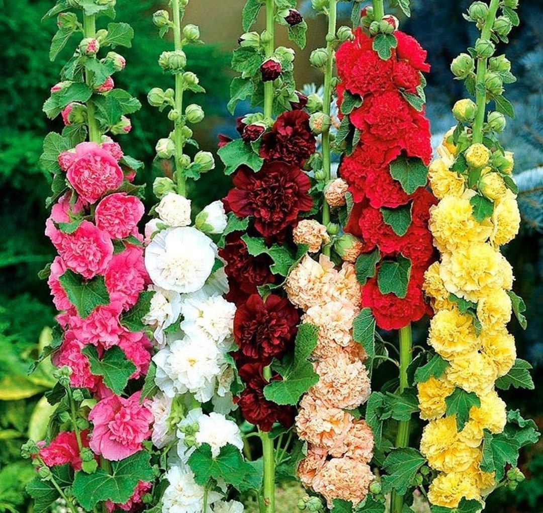 Buy Alcea Rosea Hollyhock Mix Colors Biennial Non GMO Seeds Online in ...