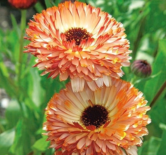 Pot Marigold Sunset Buff 1 G / 50 Seeds Calendula | Etsy