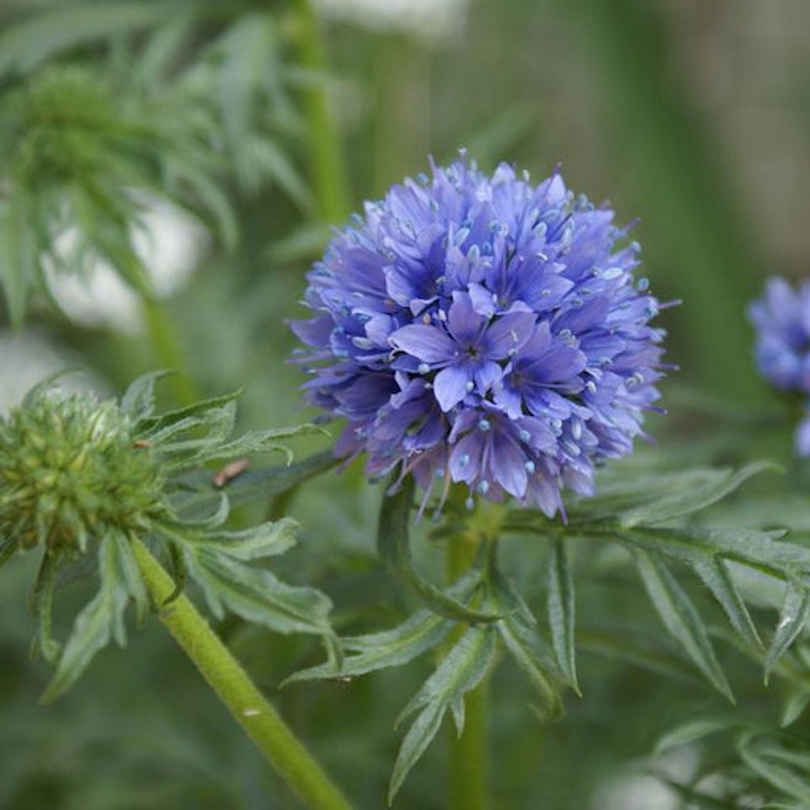 Gilia capitata blue-thimble-flower bluehead gilia blue | Etsy