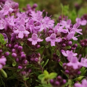 Creeping Thyme, Thyme Sand, 0.1g / 300 Seeds, Thymus Serpyllum, GMO FREE - Etsy