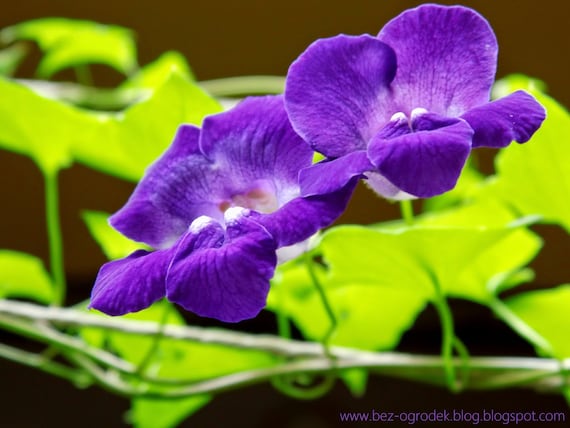 Asarina Seeds Climbing Snapdragons Flowering Vine Seeds Climbing