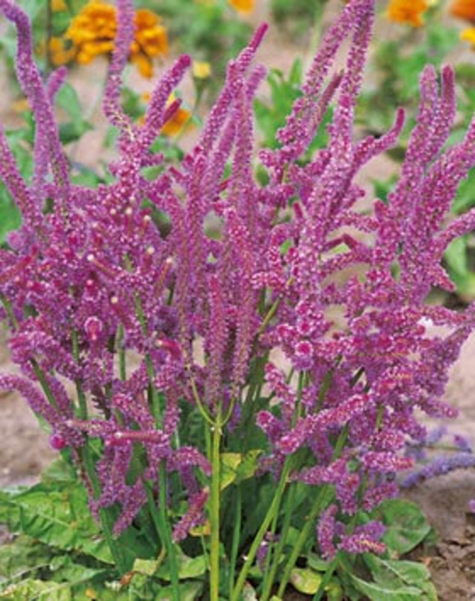 Russian Statice Flower GMO Free 200 Seeds - Etsy UK