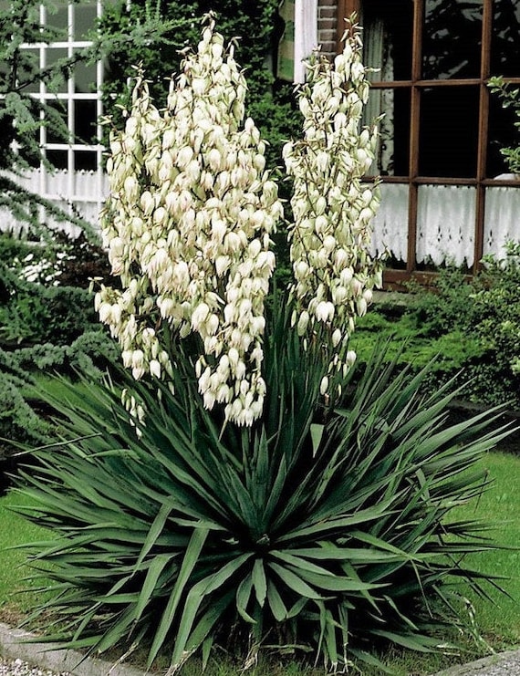 Yucca Filamentosa