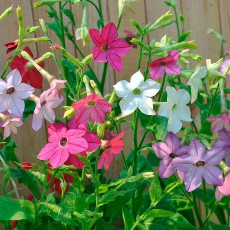 Jasmine live plants - Etsy France