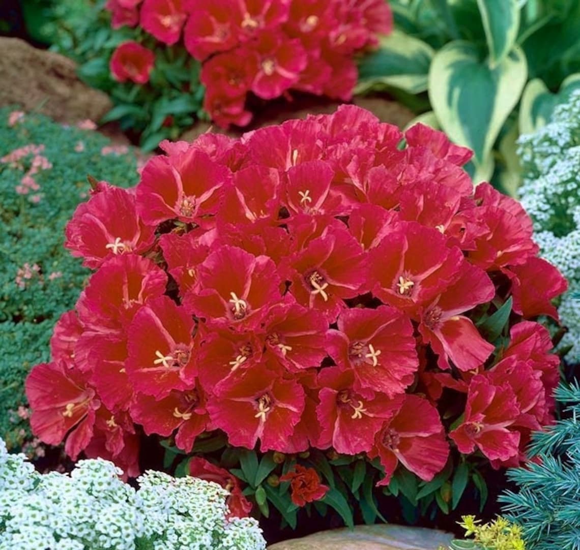 Large-Flowered Godetia Red non GMO 100 seeds | Etsy