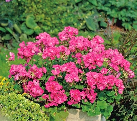 Pelargonium Hortorum