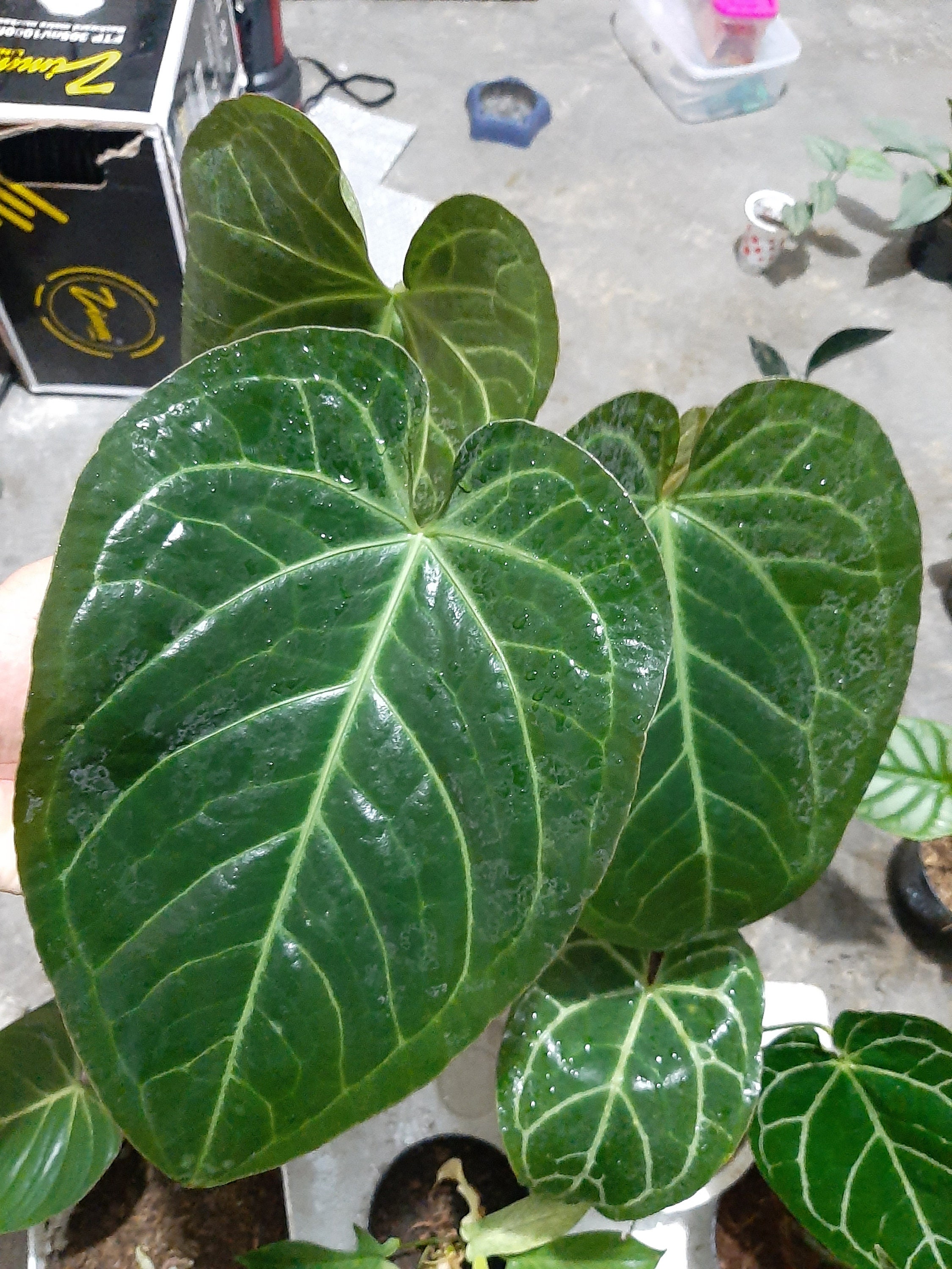 Wholesale 5 Anthurium Magnificum Plants Free Shipping And | Etsy