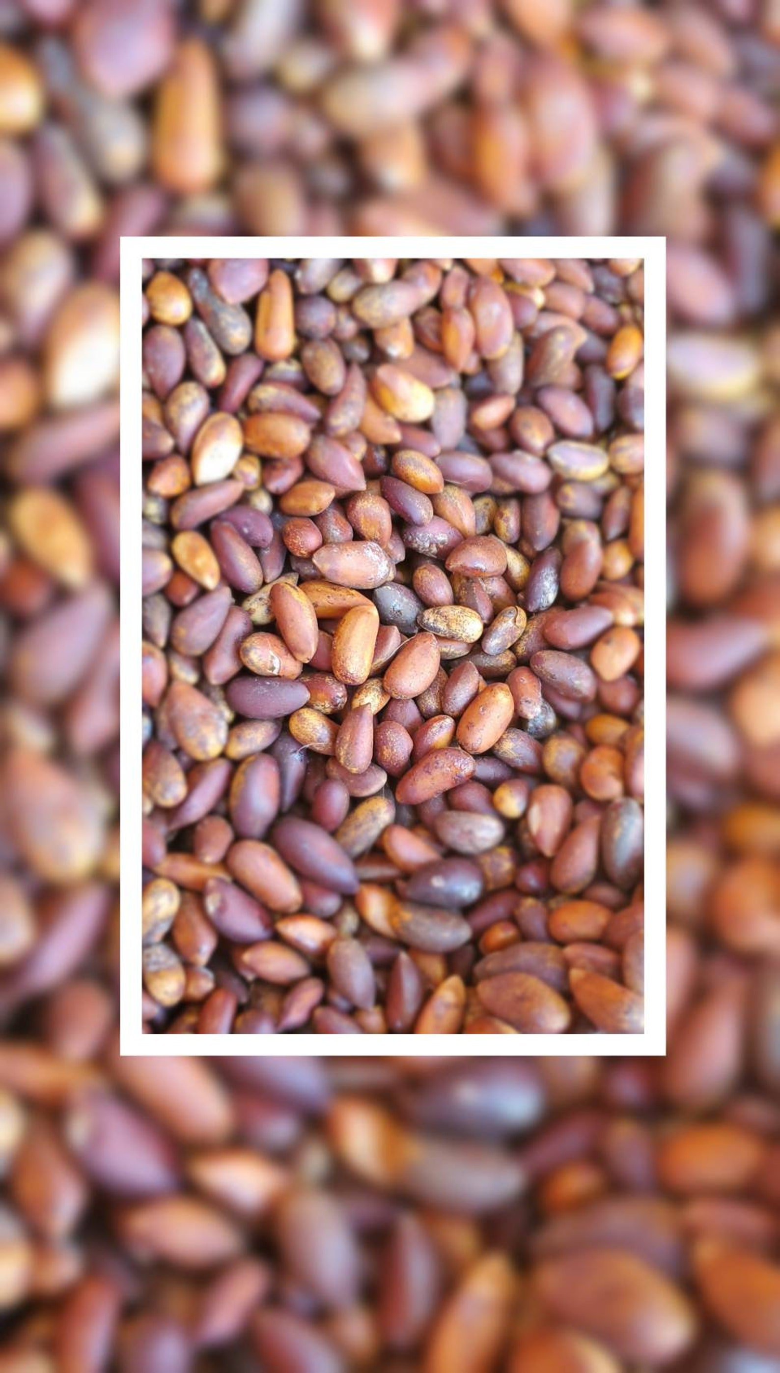 Soft Shell Pinenuts Fresh Pine Nuts 2025 Harvest - Etsy