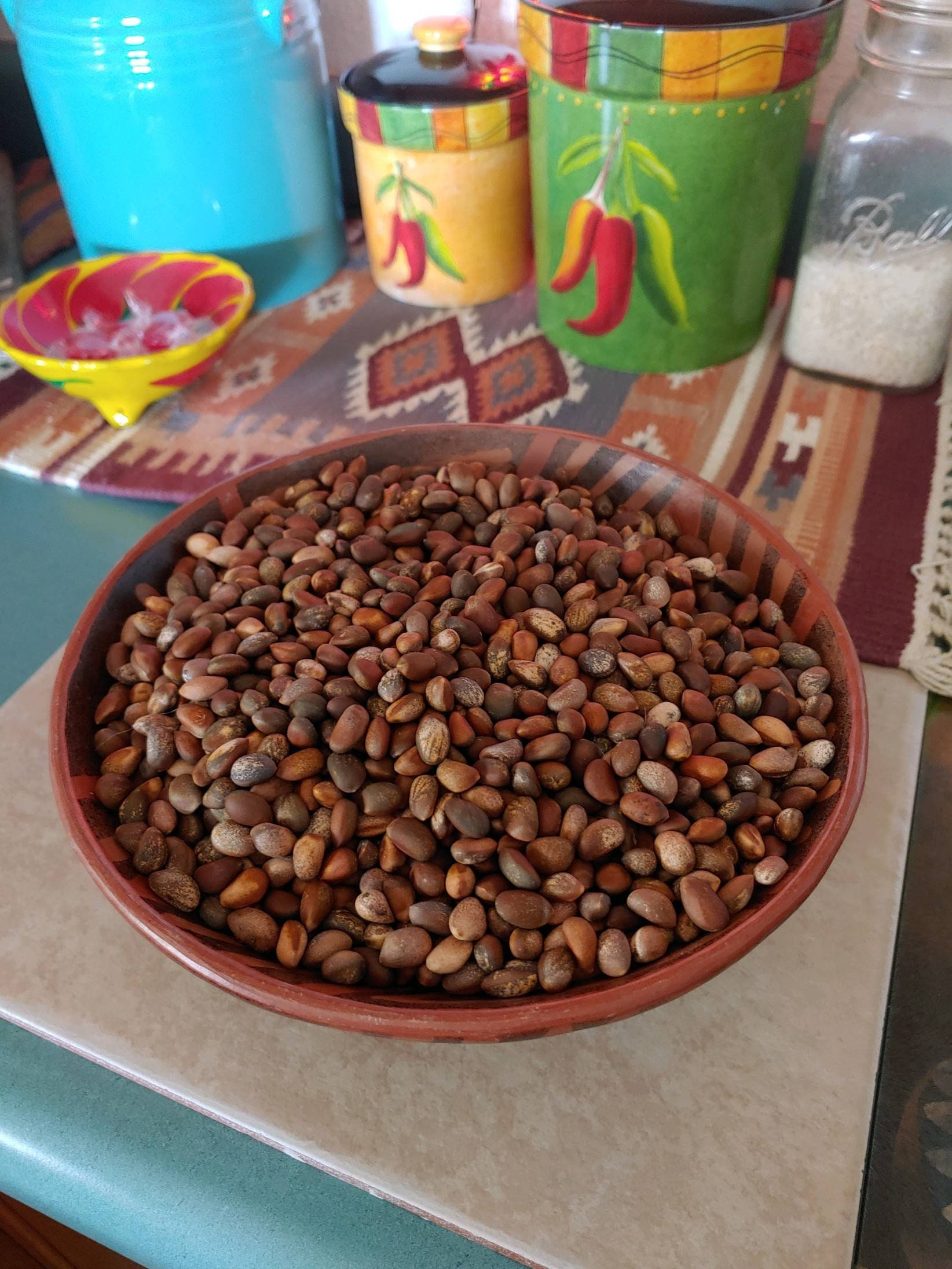 Piñon Pinon 2024 Harvest HARD SHELL Pinion - Etsy