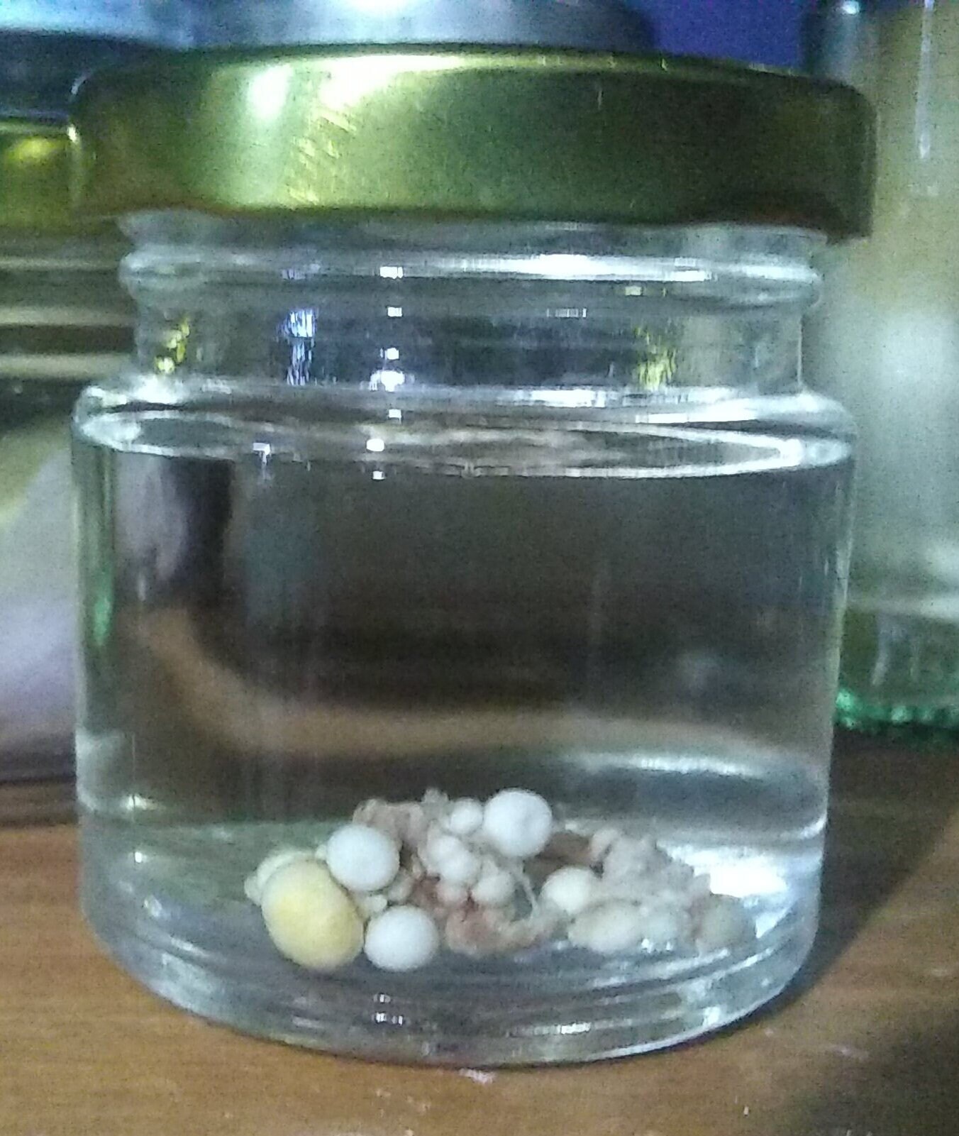 Real Wet Specimen Red Legged Partridge Egg Pearls Undeveloped | Etsy