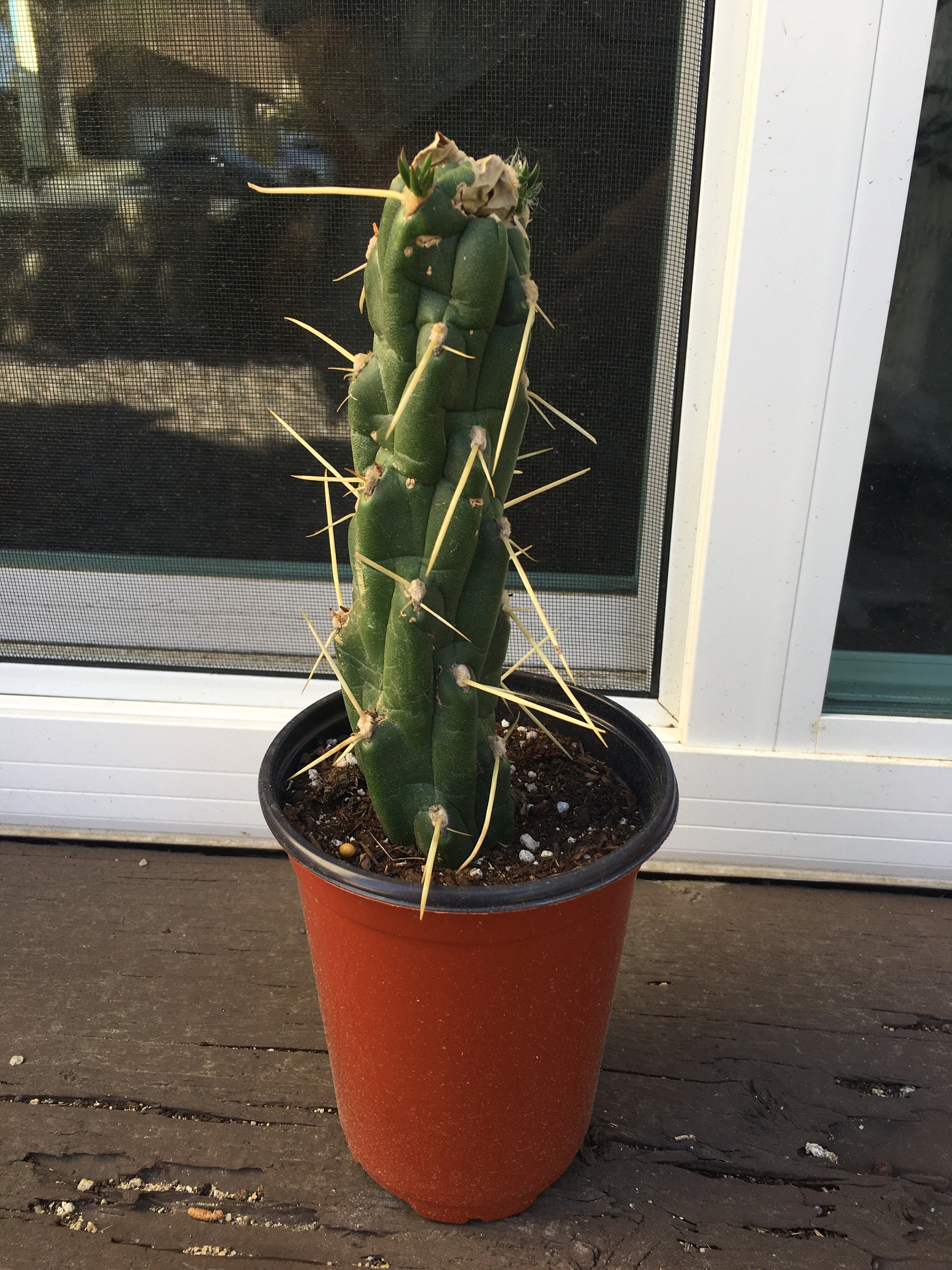 Potted Austrocylindropuntia Subulata / Eves Pin Cactus - Etsy