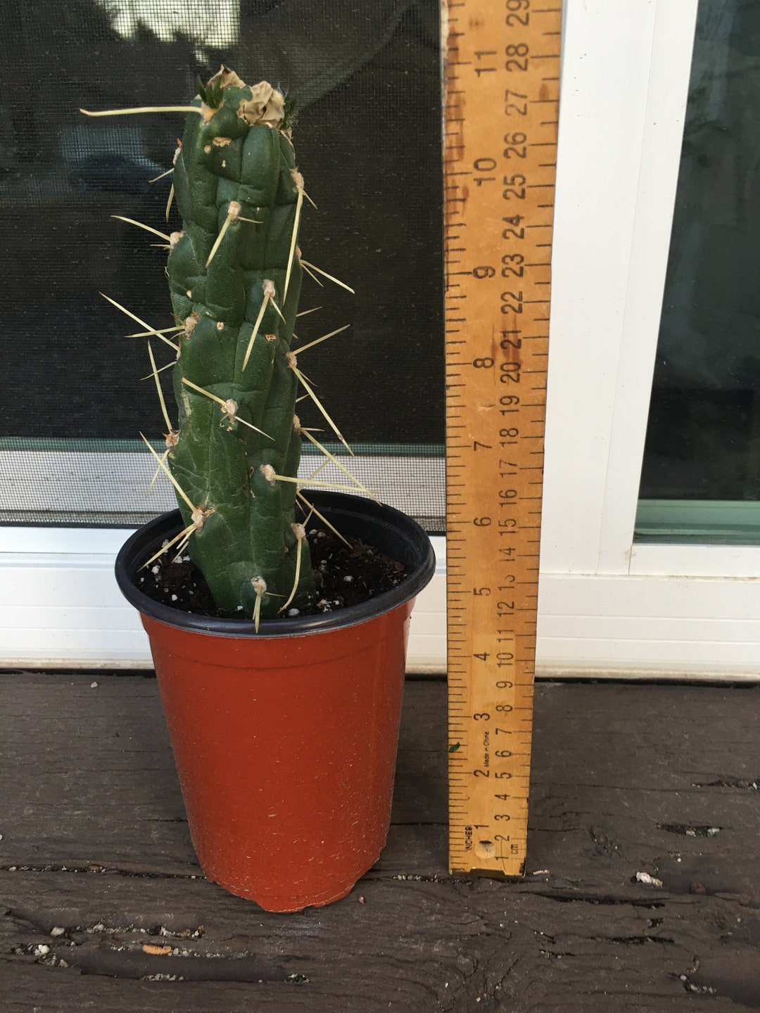 Potted Austrocylindropuntia Subulata / Eves Pin Cactus - Etsy