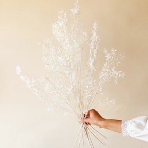 Dried Italian Ruscus White - Etsy Canada