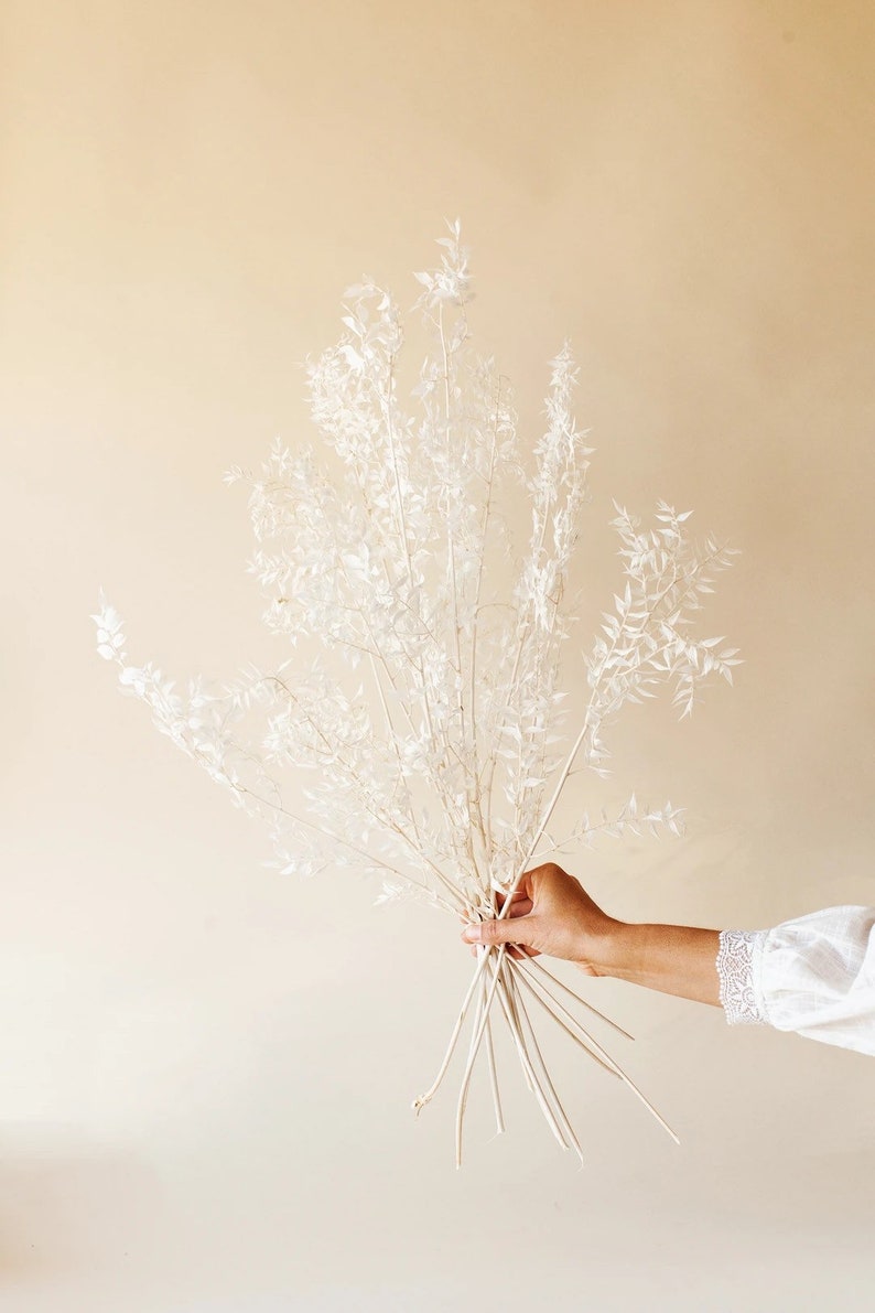 Dried Italian Ruscus White - Etsy Canada
